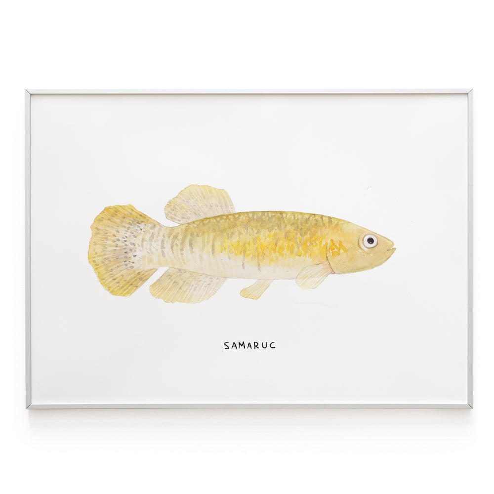 Samaruc – La Postalera